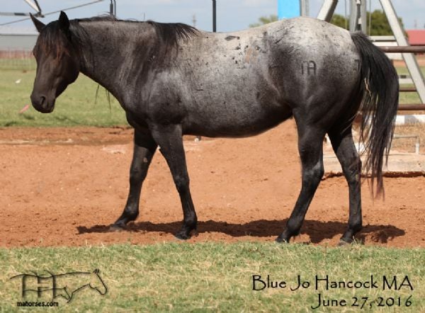 Quarter Horse Mare for Sale & Ranch Horses – Rochester, TX | MA Quarter ...