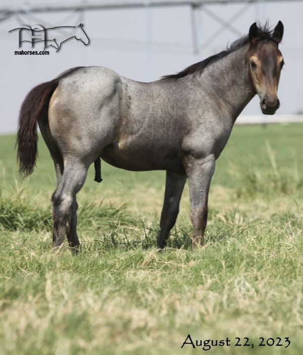 Salty Blue Rain MA's 2023 Roan Colt - Quarter Horses for Sale & Working ...