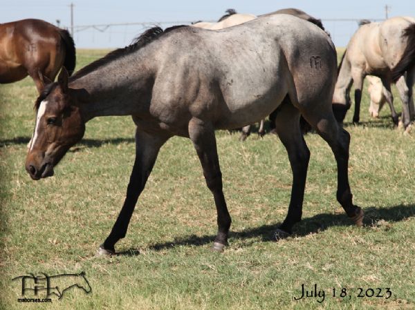 Crowheart Black Sox 2022 roan colt - Quarter Horses for Sale & Working ...