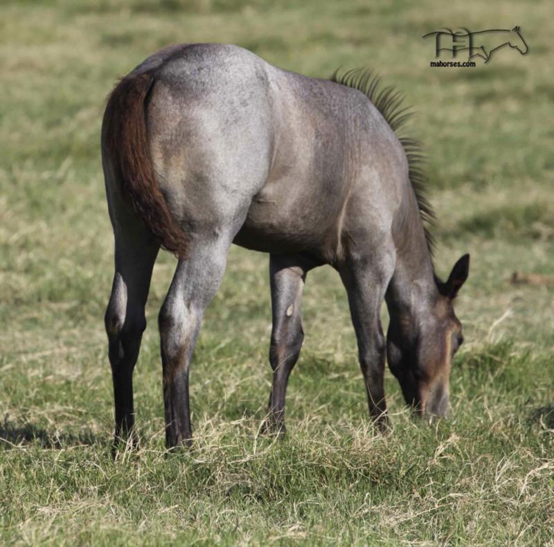 Graves Blue Spark's 2024 Roan Filly - Quarter Horses for Sale & Working ...