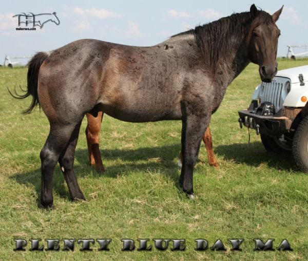 Quarter Horse Stallions for Sale & American Quarter Horses | MA Quarter ...