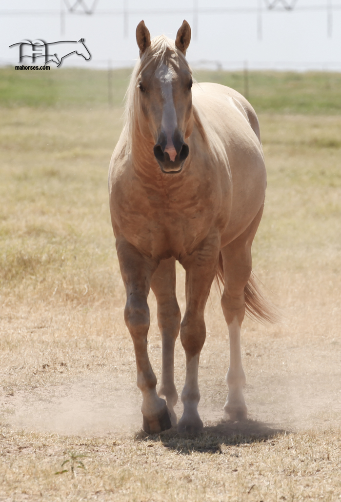 SALTY GOLD BARS MA - Quarter Horses for Sale & Working Ranch Horses ...