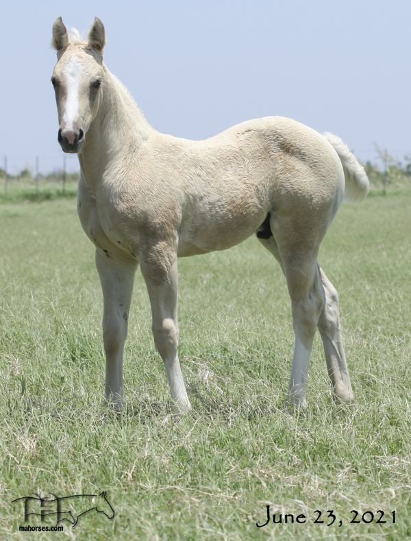 SALTY GOLD BARS MA - Quarter Horses for Sale & Working Ranch Horses ...