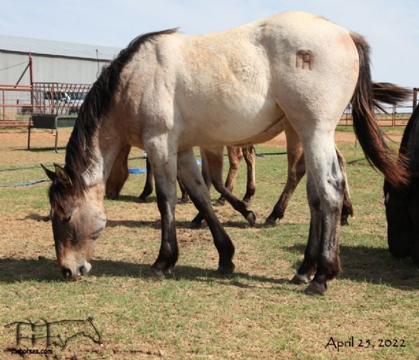 WYO Bones MA's 2021 Dun Roan Filly - Quarter Horses for Sale & Working ...