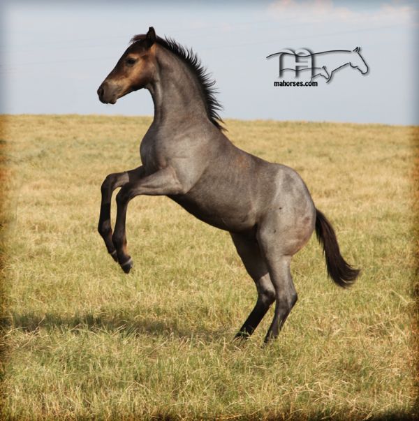 Quarter Horses for Sale & Working Ranch Horses Texas | MA Quarter Horses