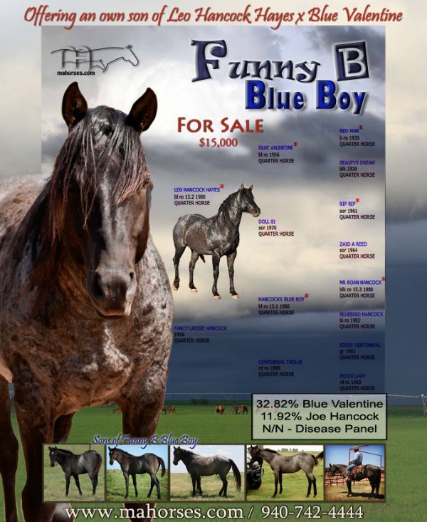 Quarter Horses for Sale – Rochester, TX | MA Quarter Horses
