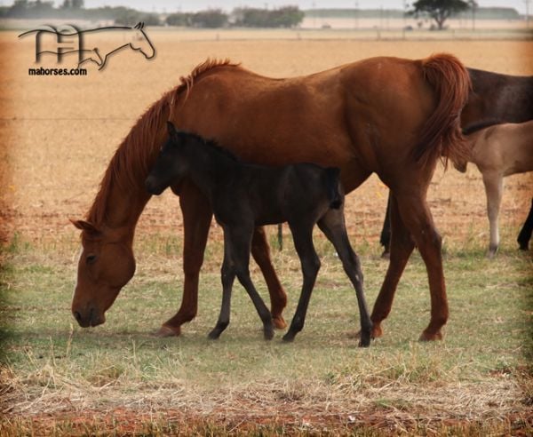 Quarter Horse Mare for Sale & Ranch Horses – Rochester, TX | MA Quarter ...