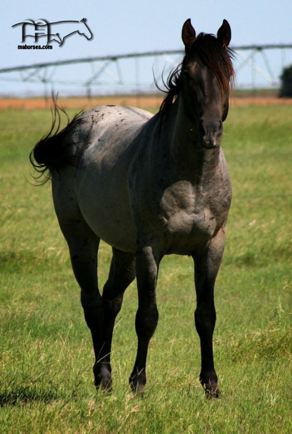 Quarter Horses for Sale – Rochester, TX | MA Quarter Horses