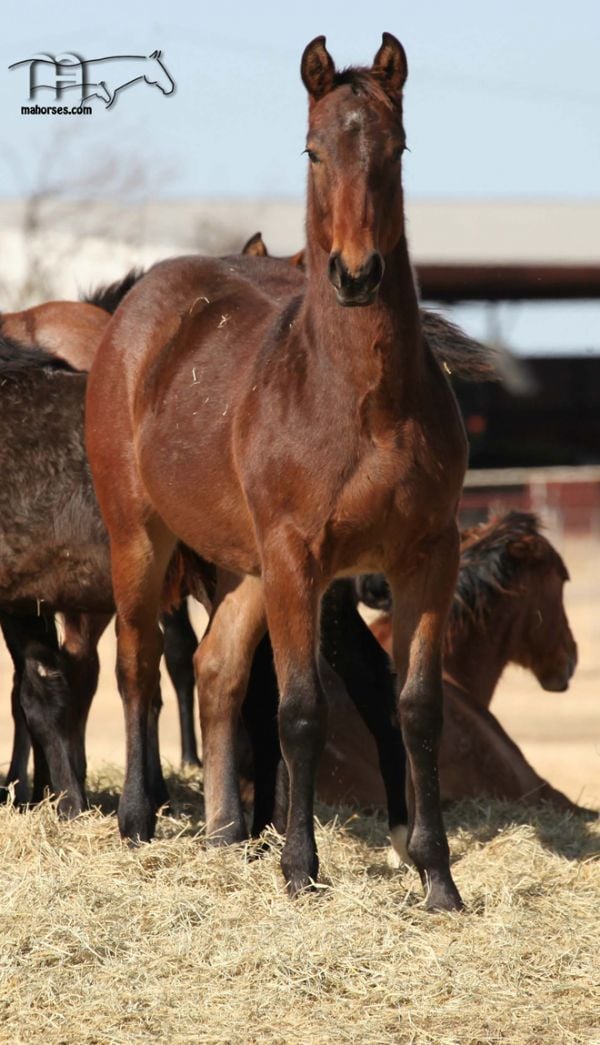Hancocks Red Hot's 2021 Bay Roan Colt - Quarter Horses for Sale ...