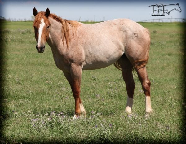 Red Roan Quarter Horse