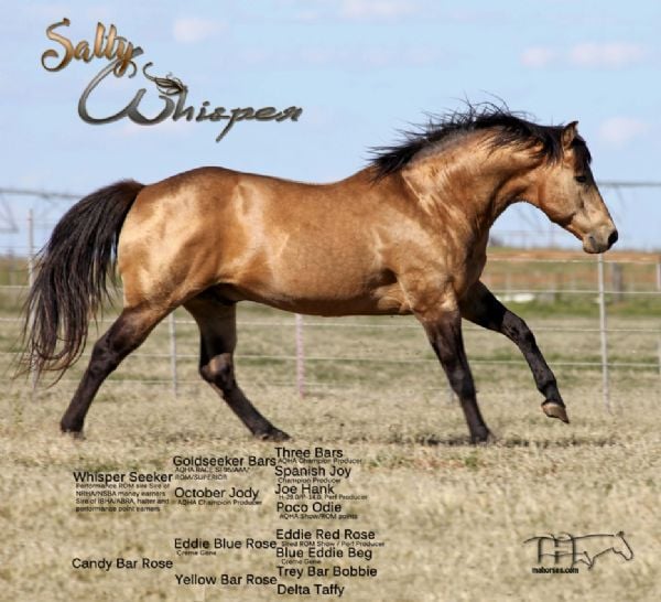 Quarter Horse Stallions for Sale & American Quarter Horses | MA Quarter ...