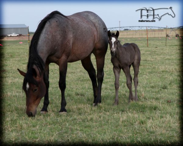 SALTYS FIREBALLS 2014 Colt - Quarter Horses for Sale & Working Ranch ...