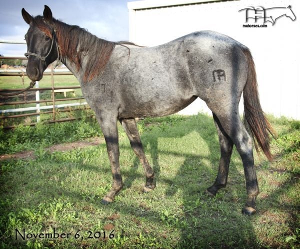 Top Shot Hancock MA - Quarter Horses for Sale & Working Ranch Horses ...