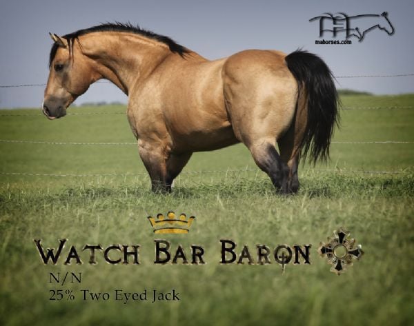 Quarter Horse Stallions for Sale & American Quarter Horses | MA Quarter ...