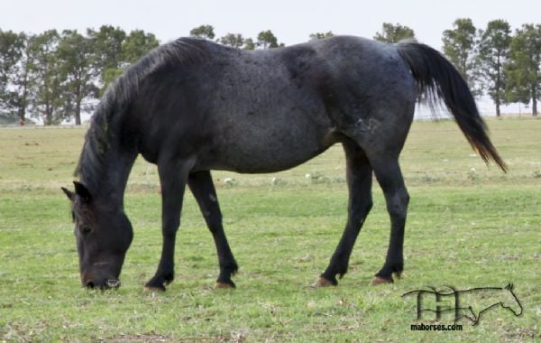 Quarter Horse Mare for Sale & Ranch Horses – Rochester, TX | MA Quarter ...