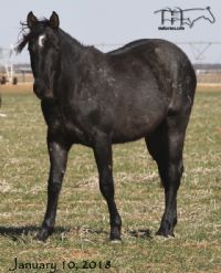 Quarter Horses for Sale & Working Ranch Horses Texas | MA Quarter Horses